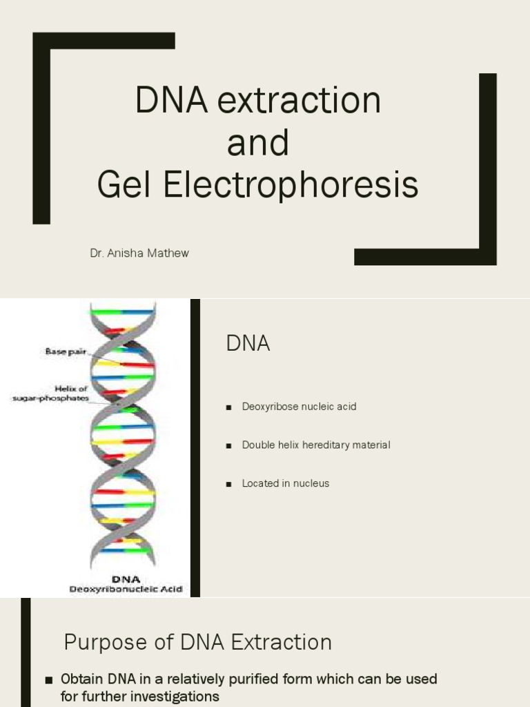 DNA Extraction and Gel Electrophoresis | PDF | Agarose Gel ...