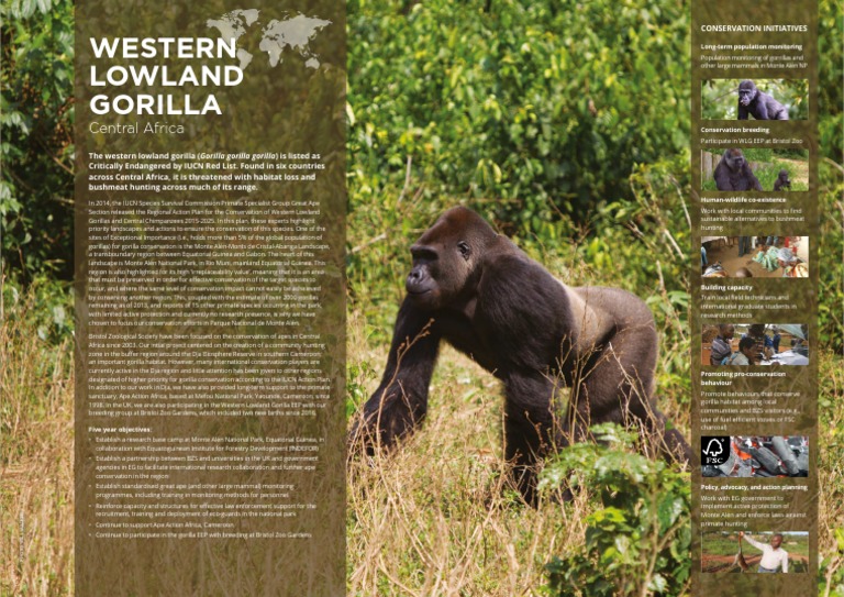 BZS Western Lowland Gorilla Conservation Strategy PDF | PDF | Gorilla ...
