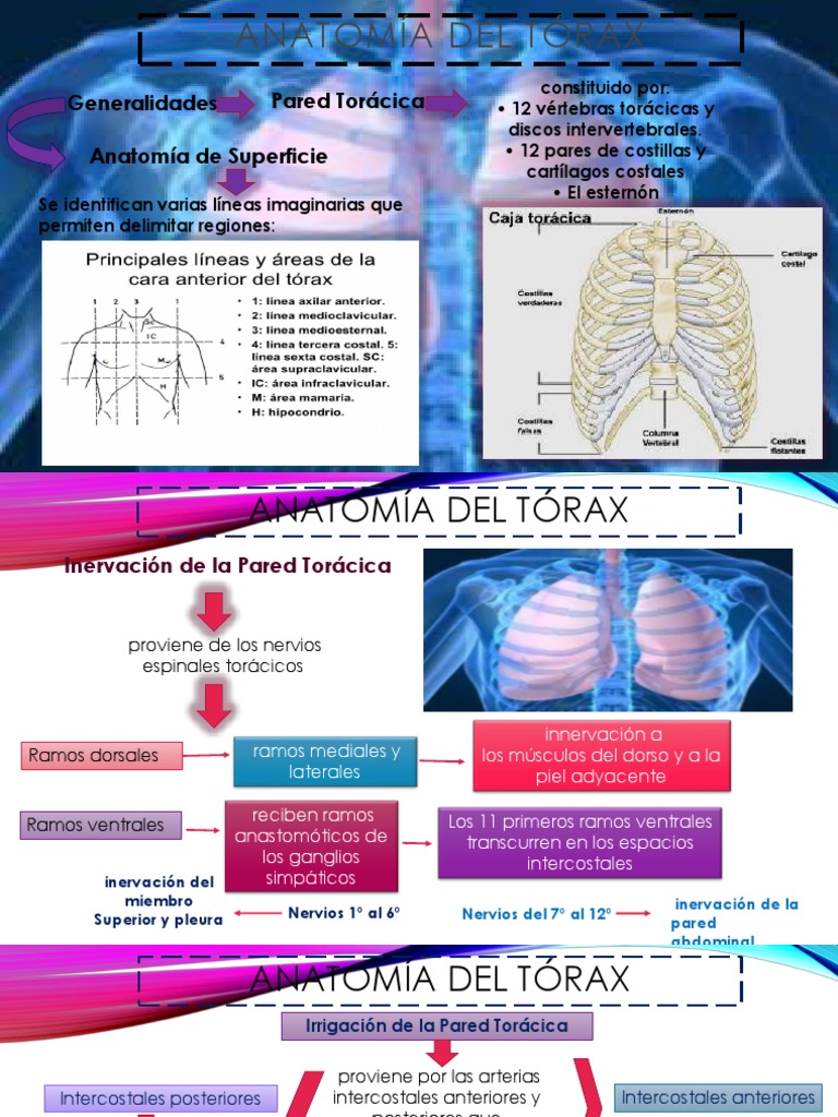 Anatomia de Torax Cirugia | PDF | Aorta | Tórax