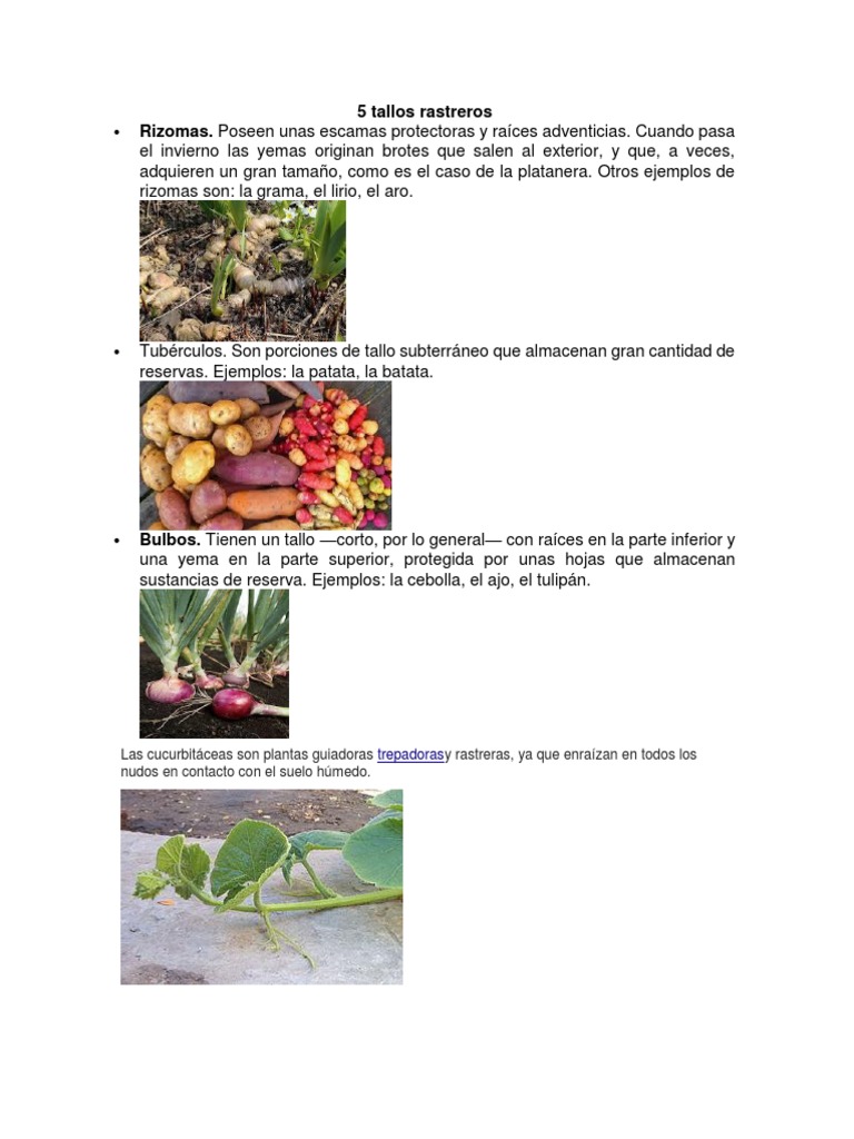 5 Tallos Rastrerossssa | PDF | Tallo de la planta | Centeno