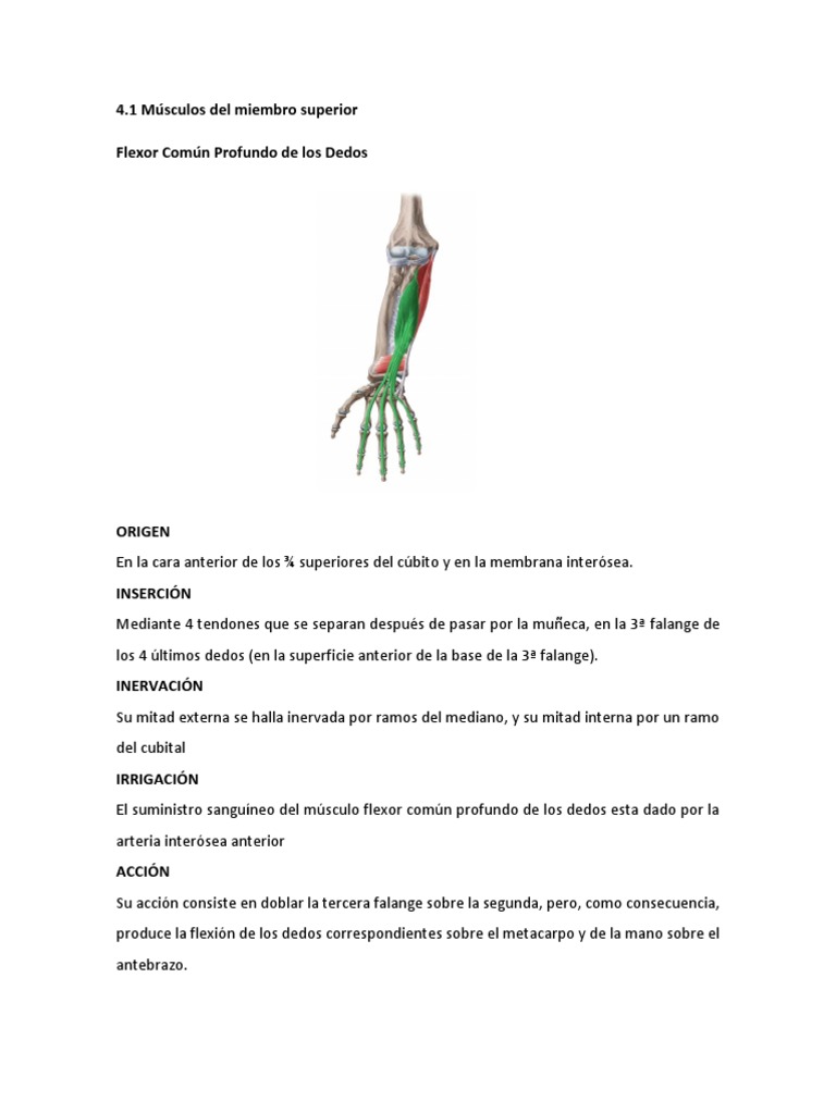 Extensor Comun de Los Dedos | Descargar gratis PDF | Mano | Sistema ...