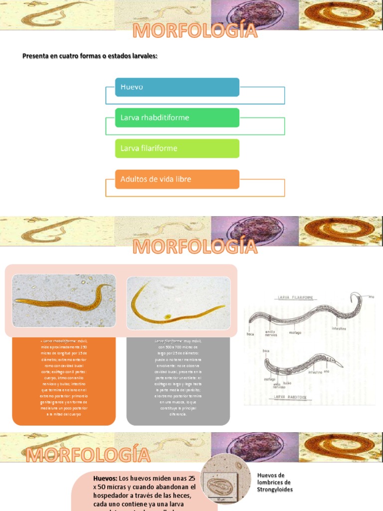 Strongyloides Morfologia | PDF | Organismos | Naturaleza