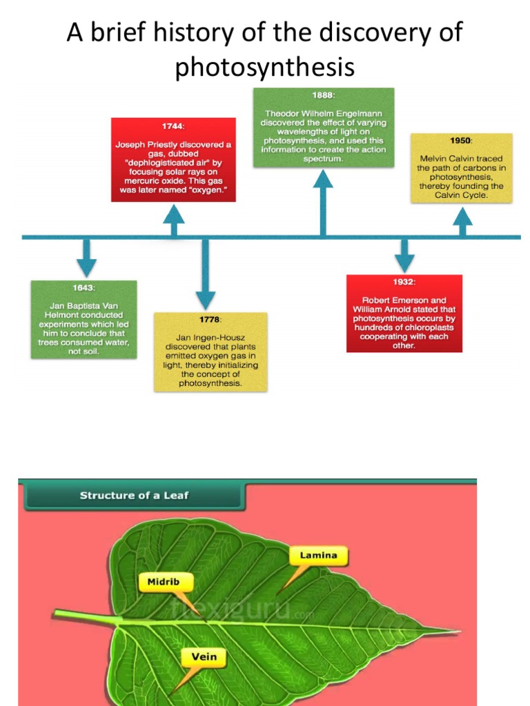A Brief History of The Discovery of Photosynthesis | PDF