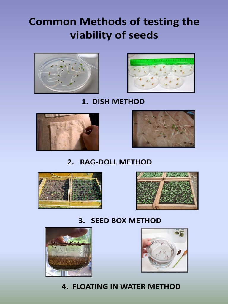 Common Methods of Testing The Viability of Seeds | PDF | Nature