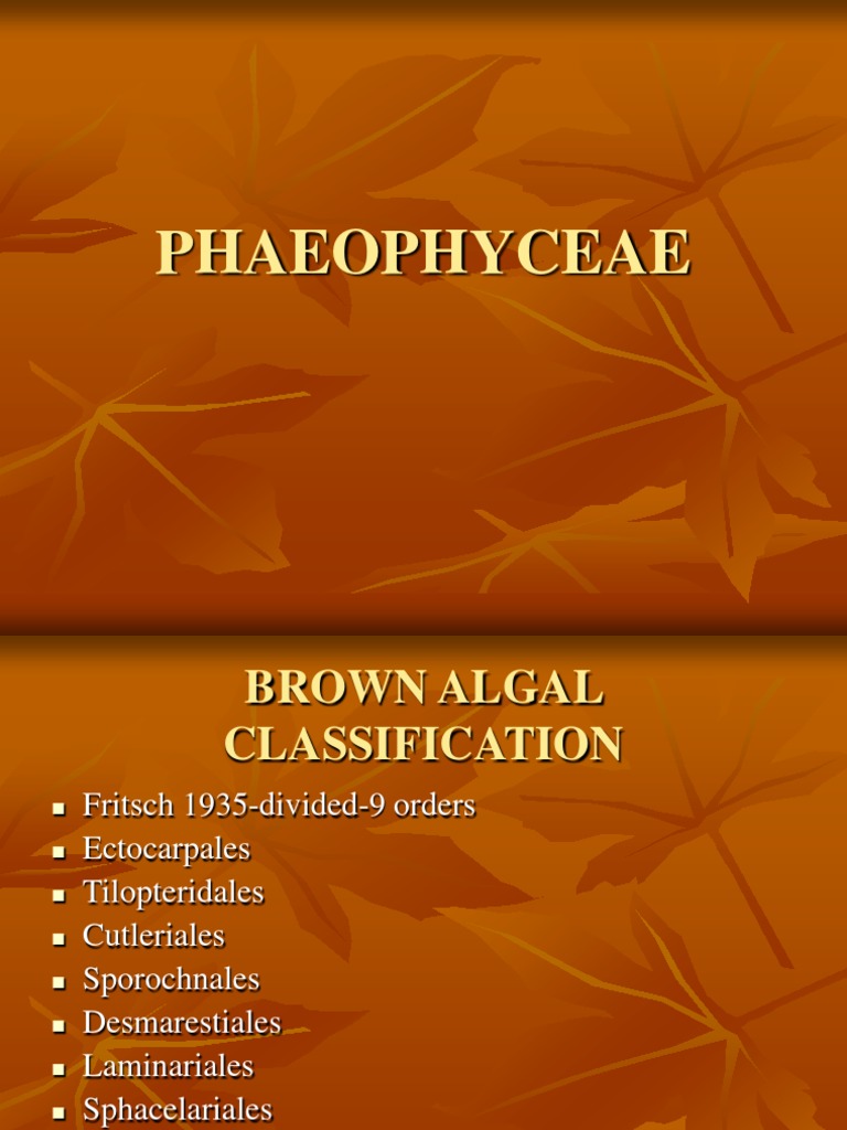 Phaeophyceae | PDF | Algae | Eukaryotes