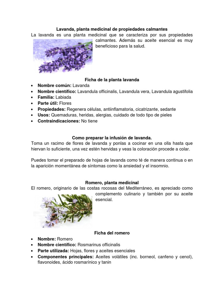 Plantas Medicinales Pdf Ajo Romero