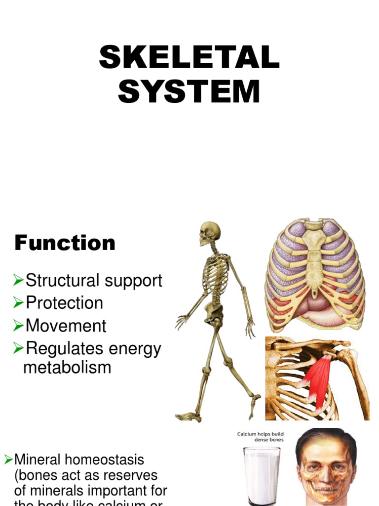 Overview of the Skeletal System Functions | PDF | Osteoblast | Bone