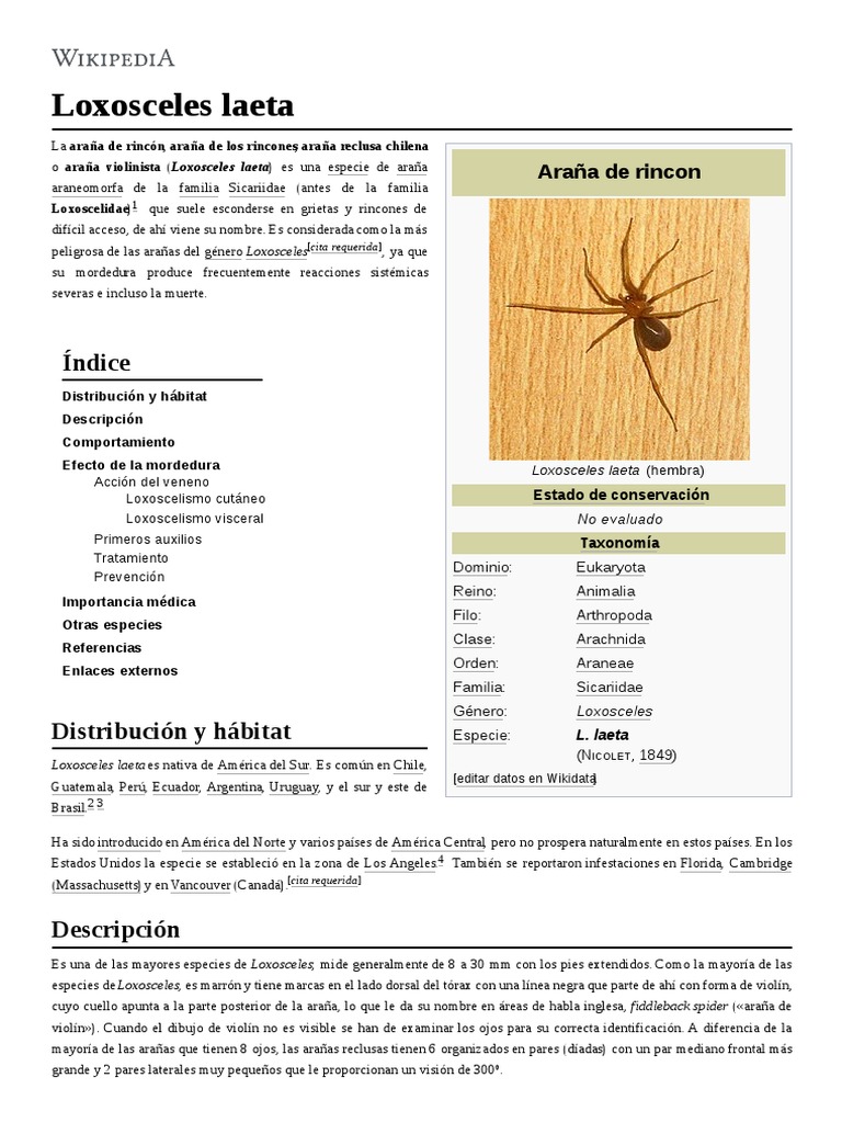 Loxosceles Laeta PDF | PDF | Especialidades Medicas | Bienestar