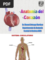 Esqueleto Fibroso Del Corazón | PDF | Ventrículo (corazón) | Corazón