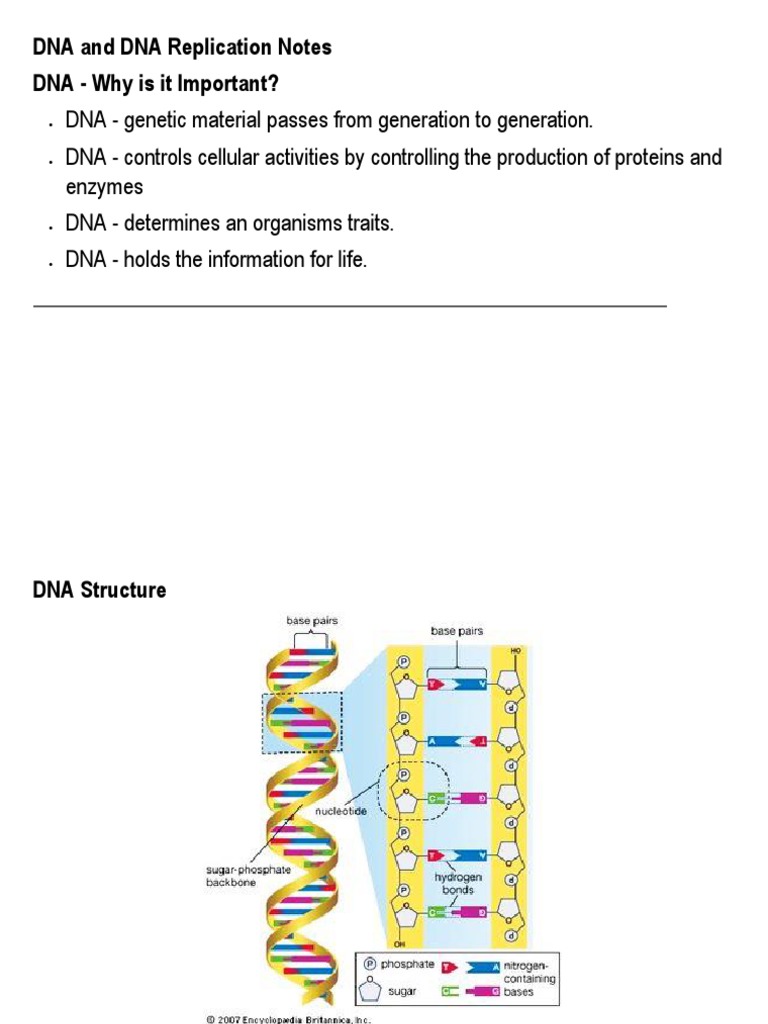 DNA and DNA Replication Notes | PDF