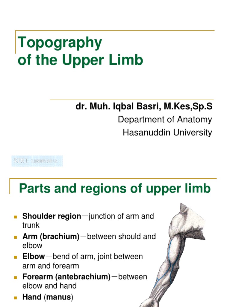 Topography of The Upper Limb: Dr. Muh. Iqbal Basri, M.Kes, SP.S | PDF ...