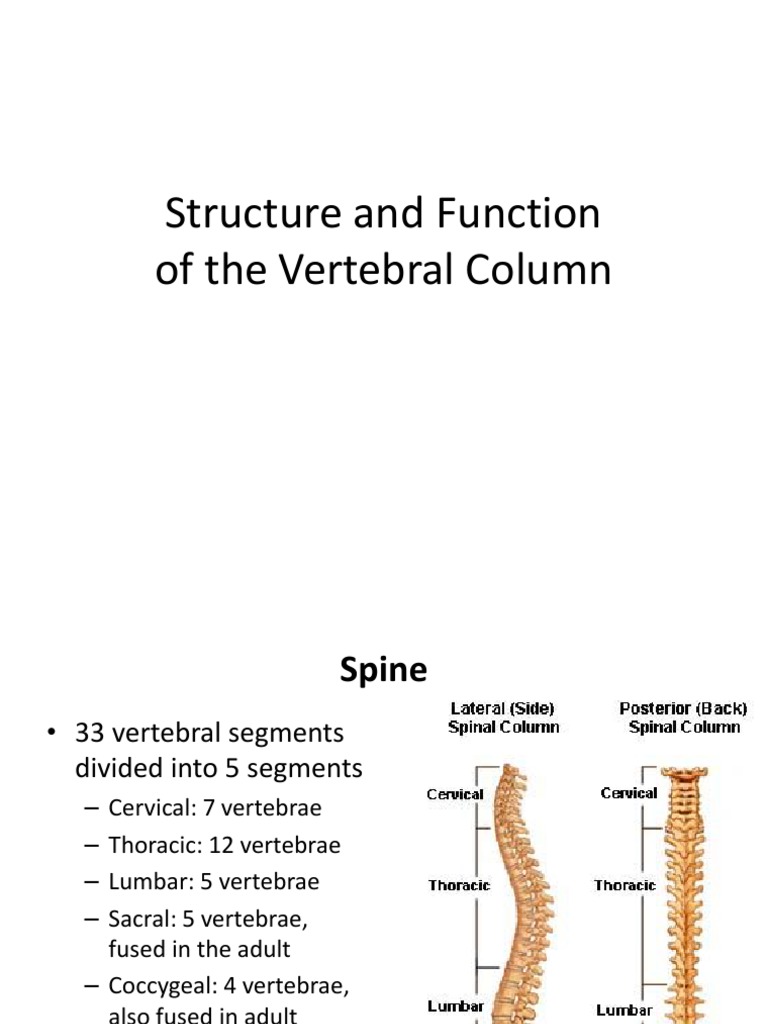 Structure and Function of The Vertebral Column | PDF | Vertebra ...