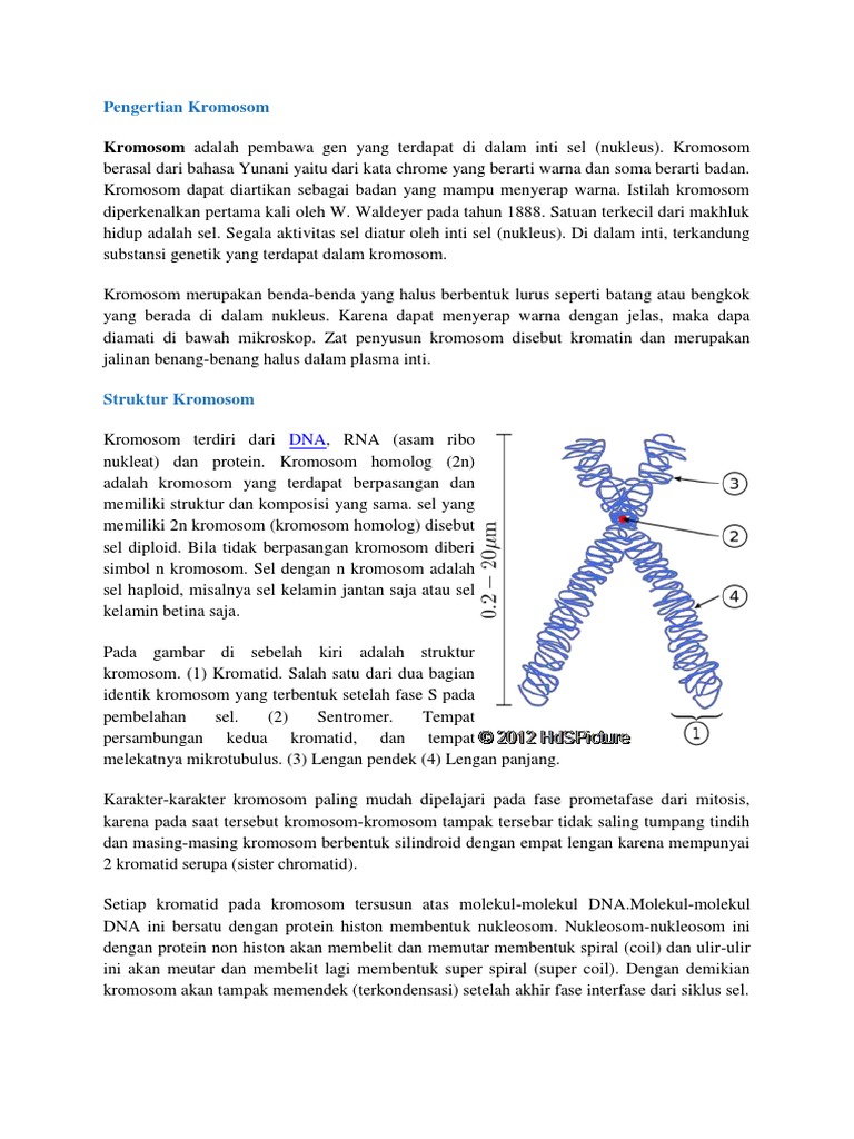 Pengertian Kromosom | PDF