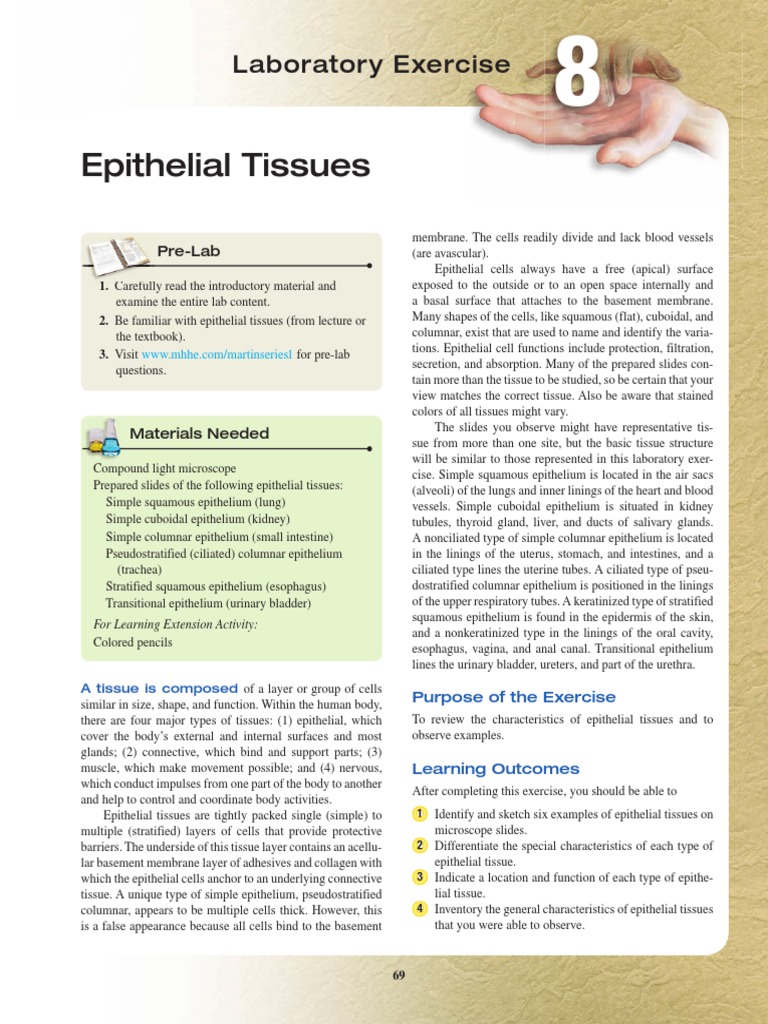 Stratified Epithelial Tissue Labeling Exercise