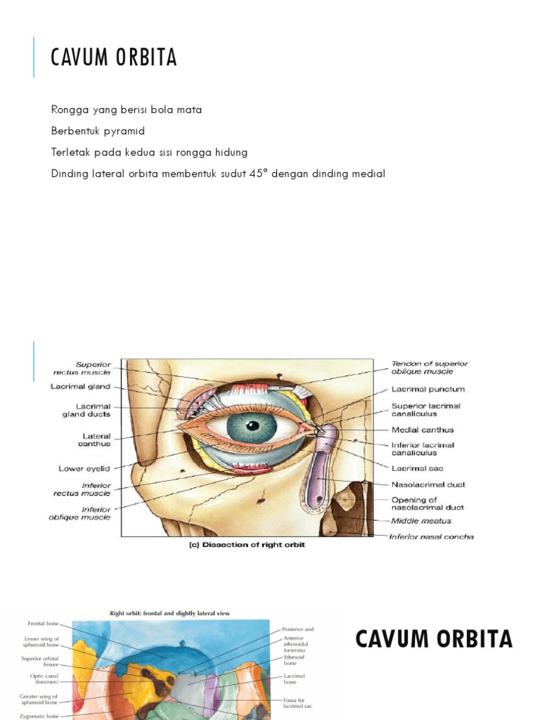 Anatomi Mata | PDF