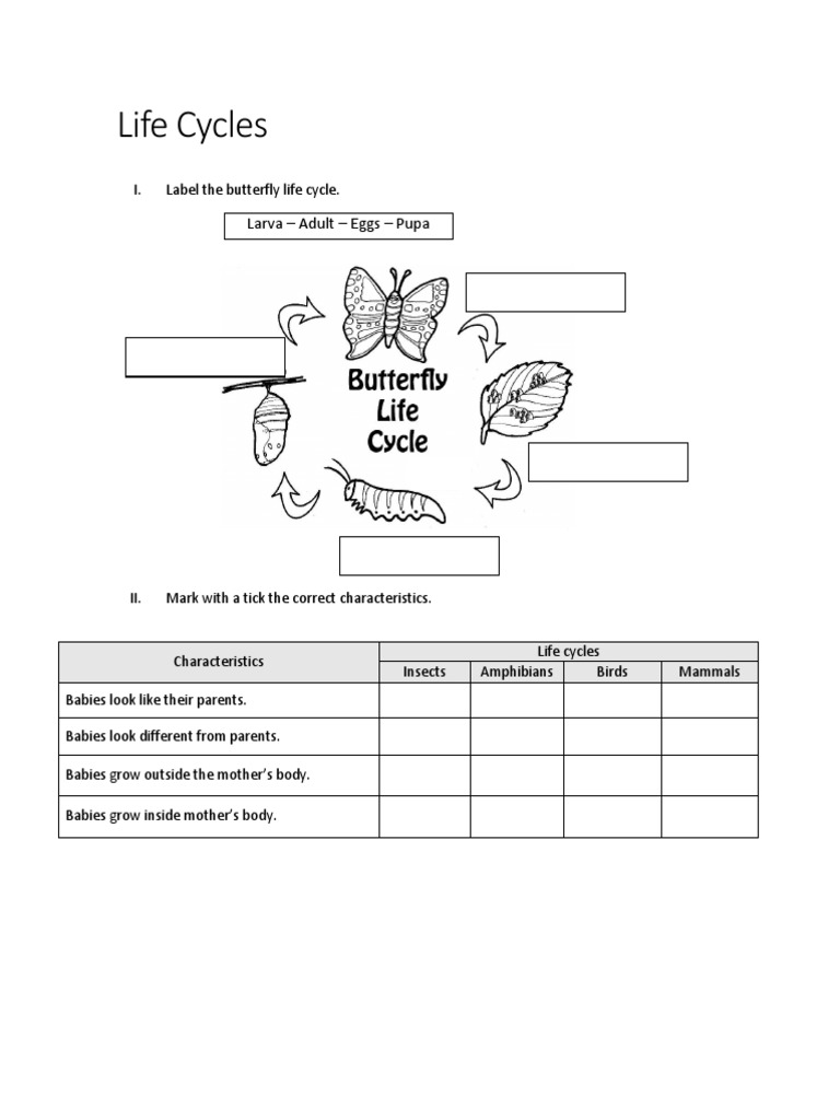 Life Cycles: Larva - Adult - Eggs - Pupa | PDF