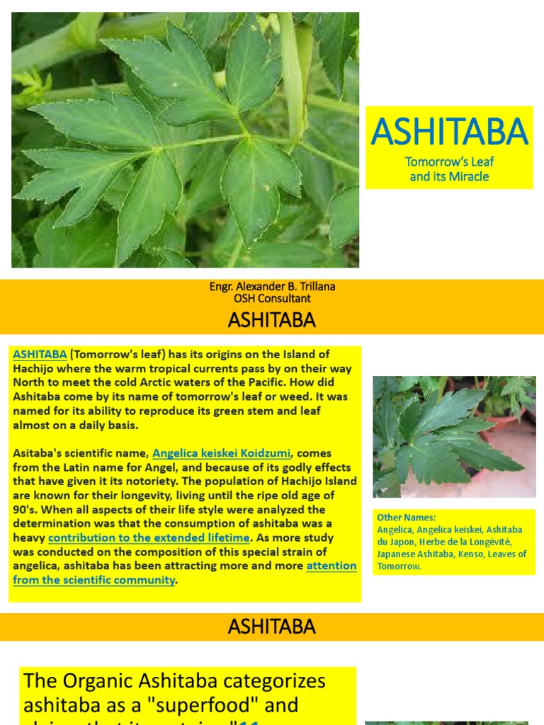 Ashitaba Plant Philippines