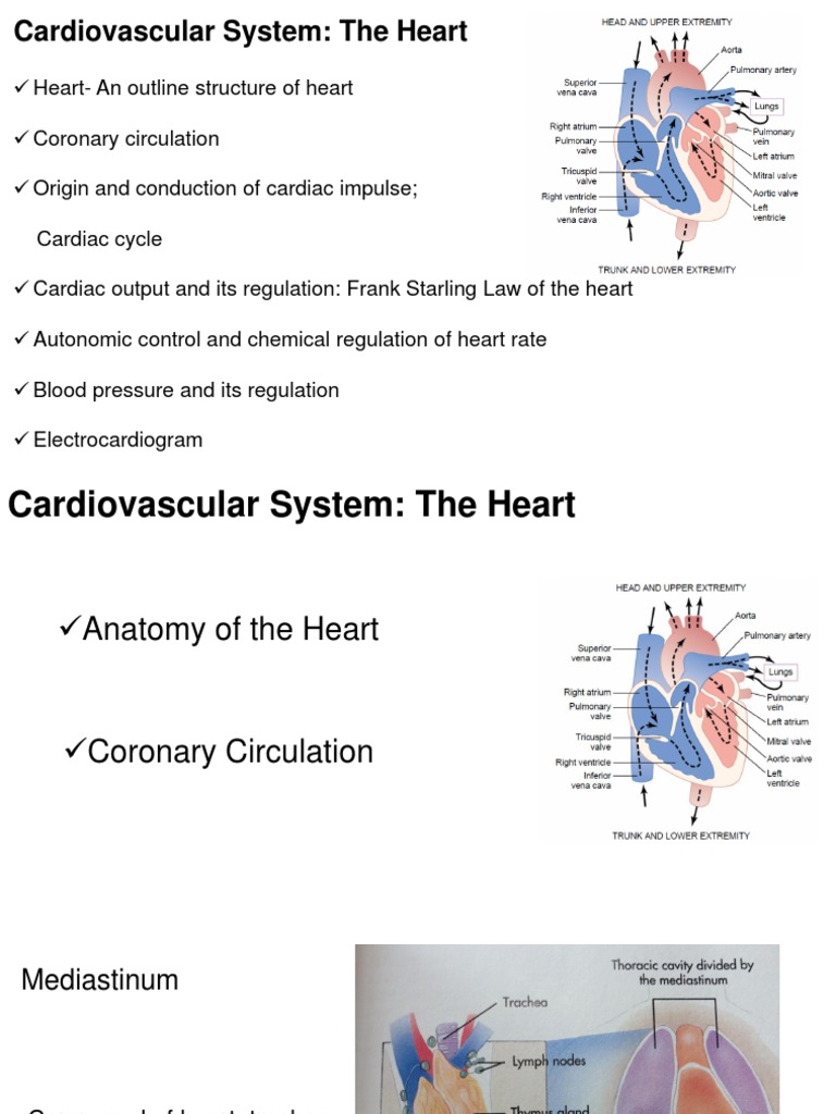 Cardiovascular System: The Heart | PDF | Heart | Coronary Circulation