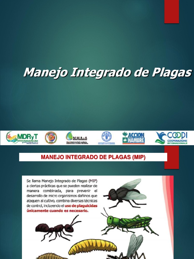 Mip Presentacion - PPT (Autoguardado) | PDF