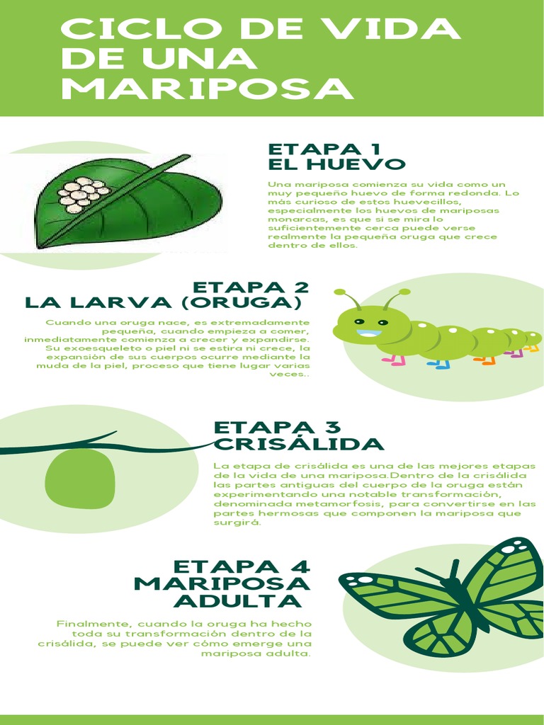 Ciclo de Vida de la Mariposa: Etapas | PDF