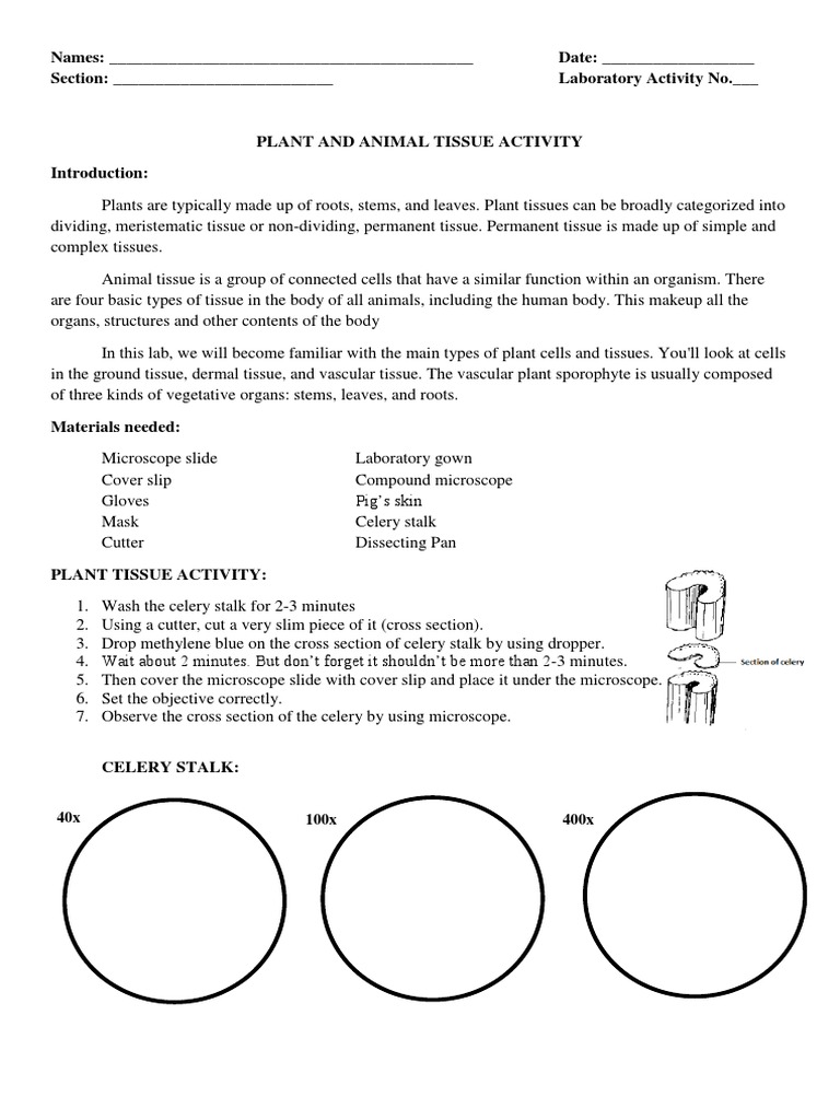 Laboratory Activity No. 3 - Plant and Animal Tissue Activity | PDF ...