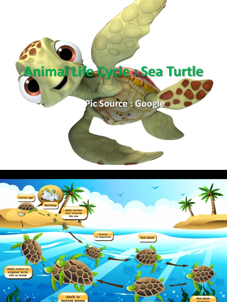 Animal Life Cycle: Sea Turtle | PDF