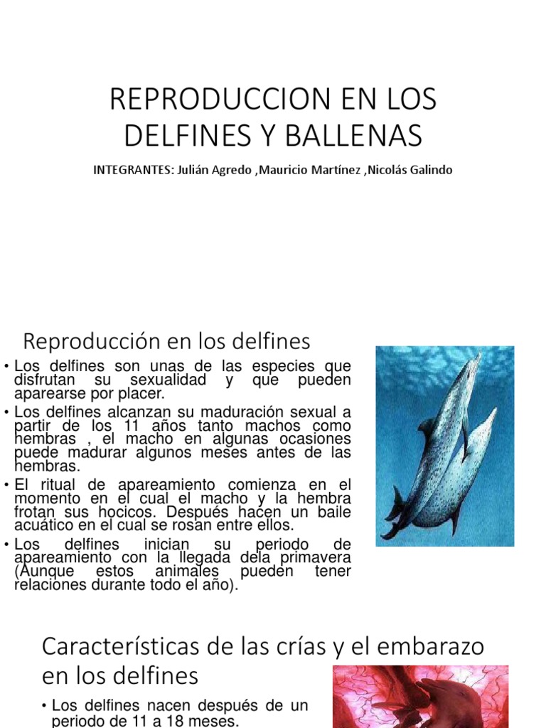 Reproduccion en Los Delfines y Ballenas-1 | PDF | Cetacea | El embarazo