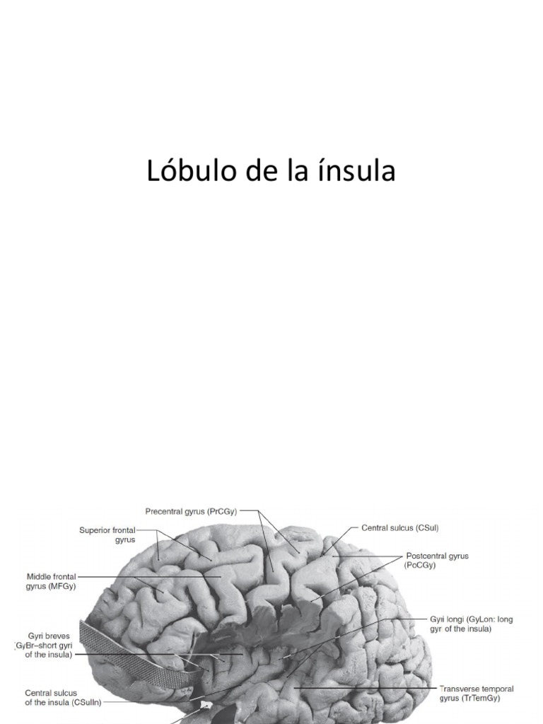 07 - Lóbulo de La Ínsula | PDF
