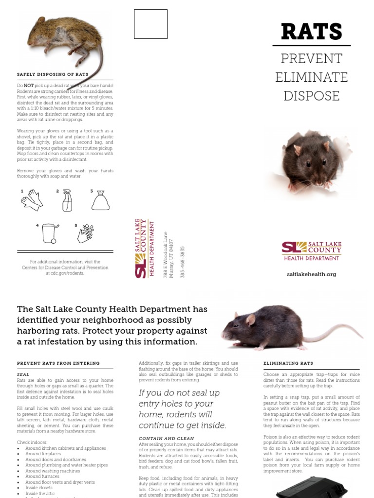Rat Brochure | PDF | Basement | Rat