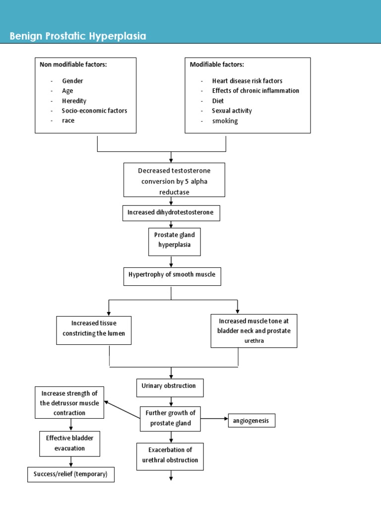 Benign Prostatic Hyperplasia Pathophysiology Diagram