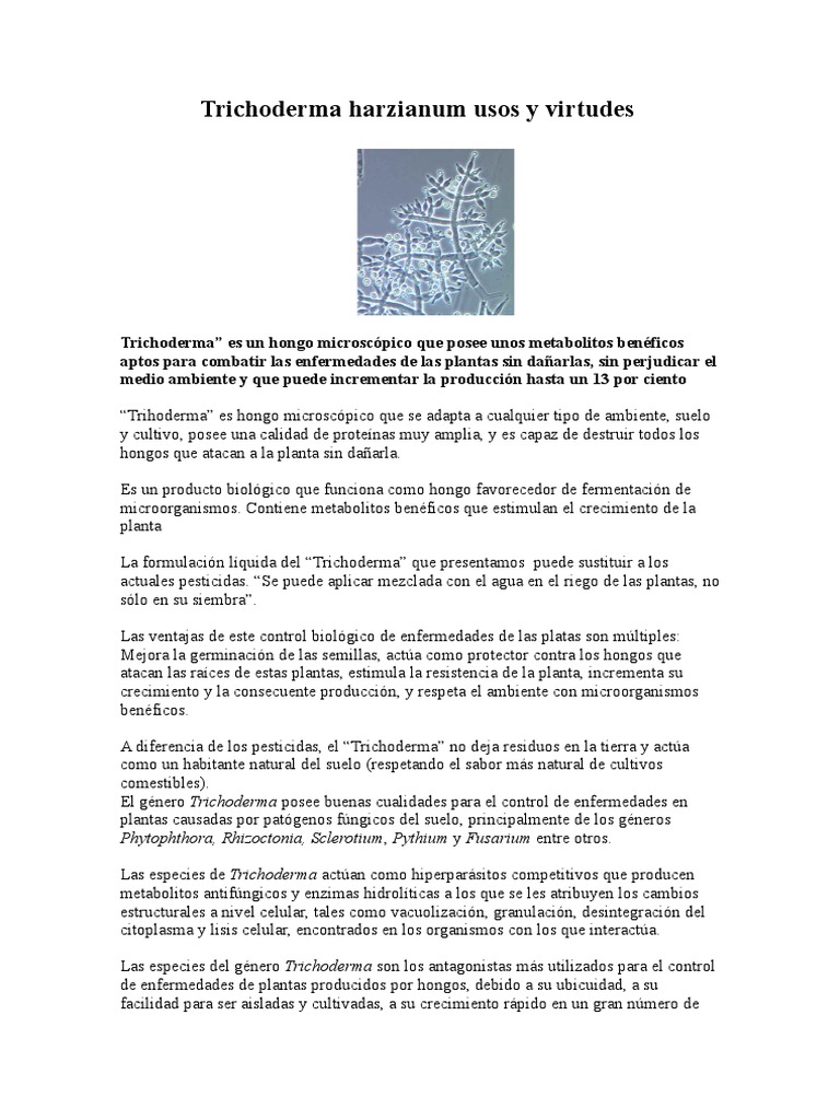 Trichoderma Harzianum Usos y Virtudes | PDF | Hongo | Suelo