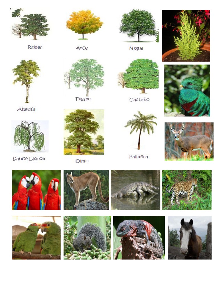 Flora y Fauna de Guatemala | PDF