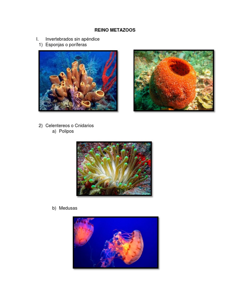 Reino Metazoos | PDF