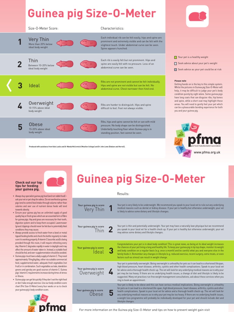Pet Size o Meter Guinea Pig | PDF | Obesity | Vitamin C