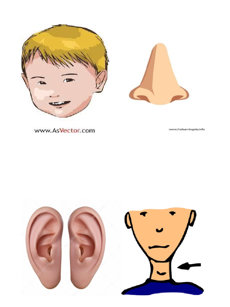 Parti Componente Corpul Uman - Jetoane | PDF