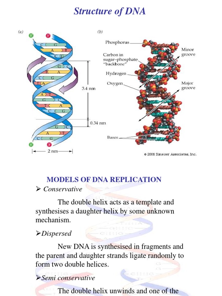 DNA Replicaiton 10012014 | PDF | Dna Replication | Dna
