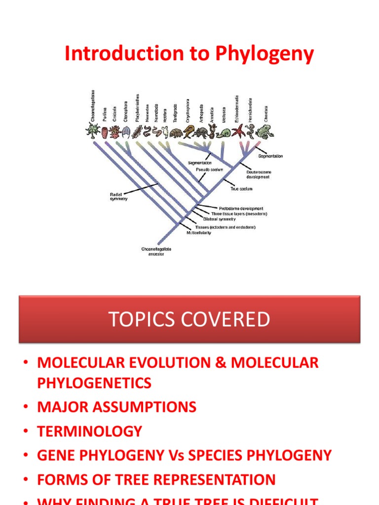 Introduction To Phylogeny | PDF | Phylogenetic Tree | Molecular Phylogenetics