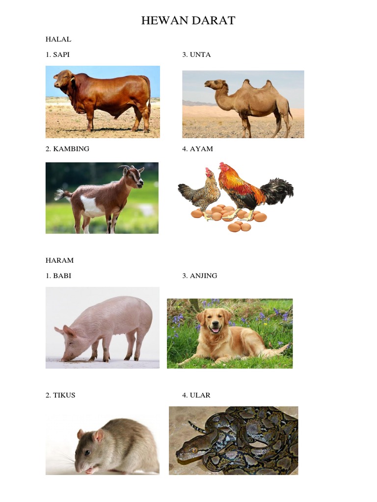 Hewan Halal dan Haram: Panduan | PDF | Cooking, Food & Wine | Science ...