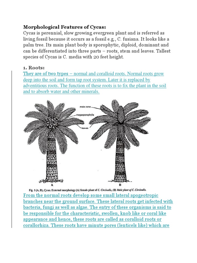 Morphological Features of Cycas | PDF | Seed | Leaf