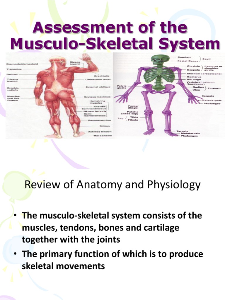 Musculoskeletal System Assessment Guide | PDF | Anatomical Terms Of ...