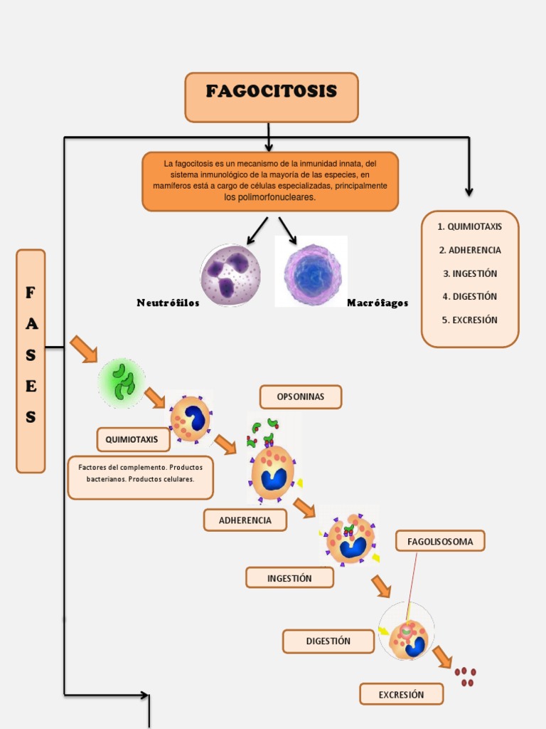 Fases del Proceso de Fagocitosis | PDF | Procesos celulares | Organismos