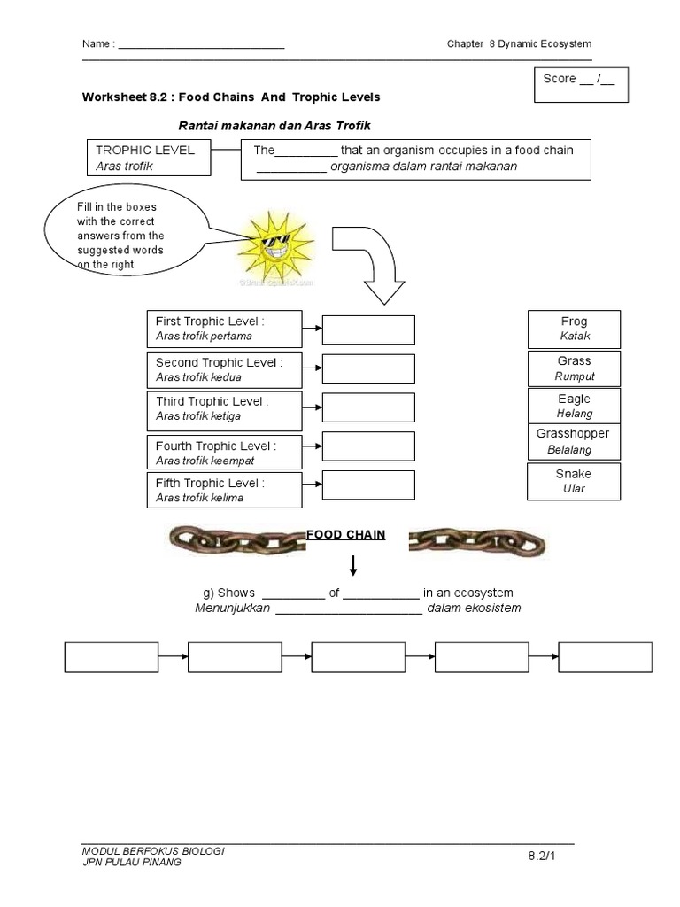 WORKSHEET 8.2 Food Chains and Trophic Level | PDF | Food Web ...
