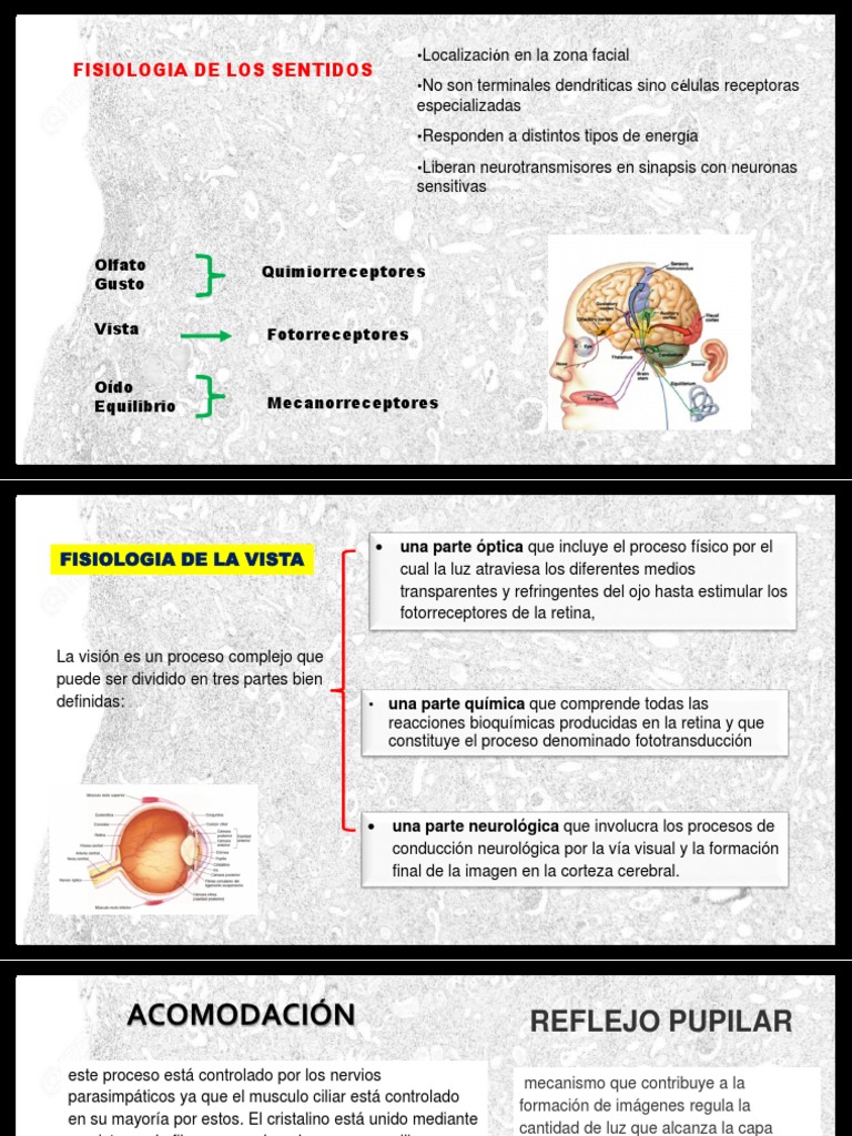 Diapositivas-Fisiologia de Los Sentidos | PDF | Percepción visual | Retina