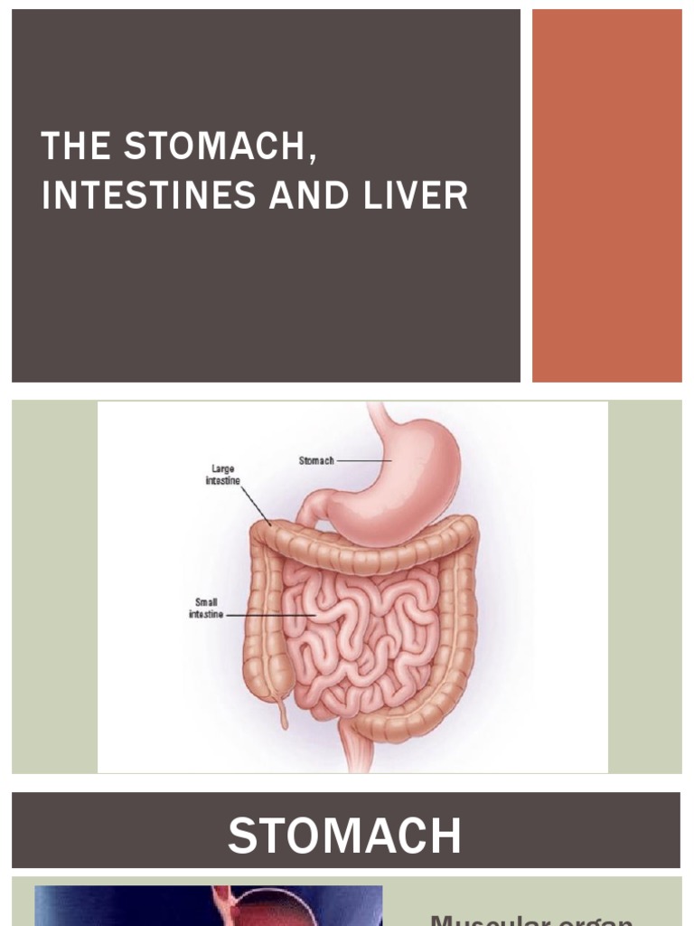 Stomach, Intestine and Liver | PDF