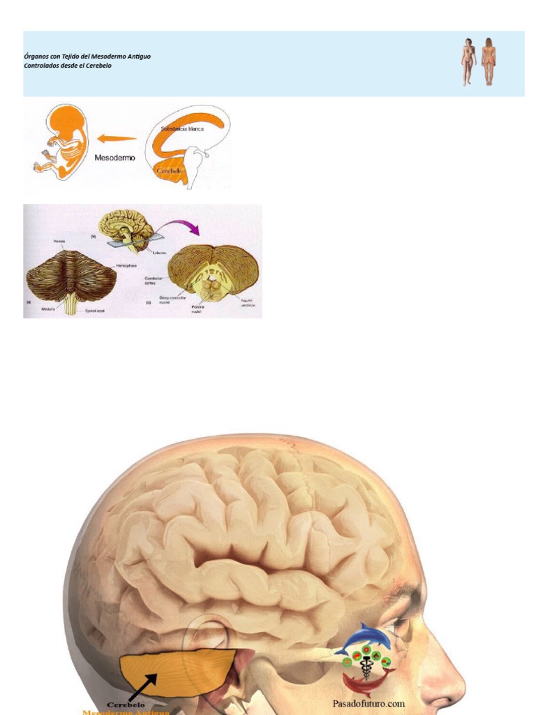 Órganos Con Tejido Del Mesodermo Antiguo | PDF | Abdomen | Piel