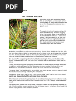 Legend of The Mango | PDF