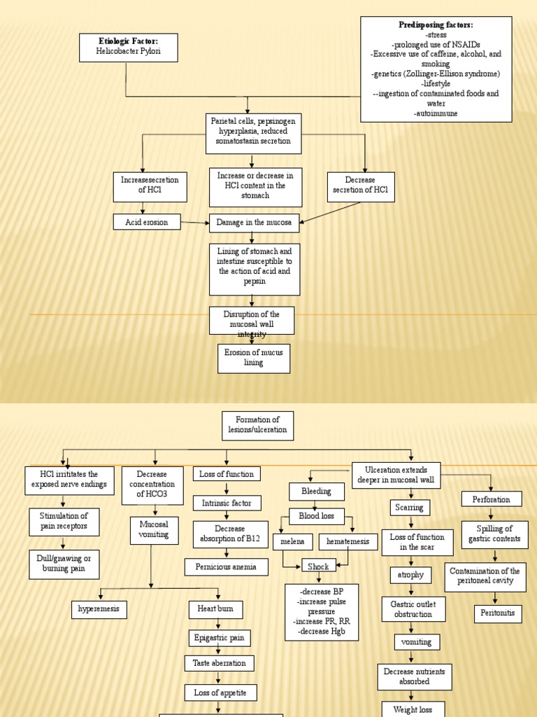 Pathophysiology of Peptic Ulcer Disease | PDF | Stomach | Anatomy