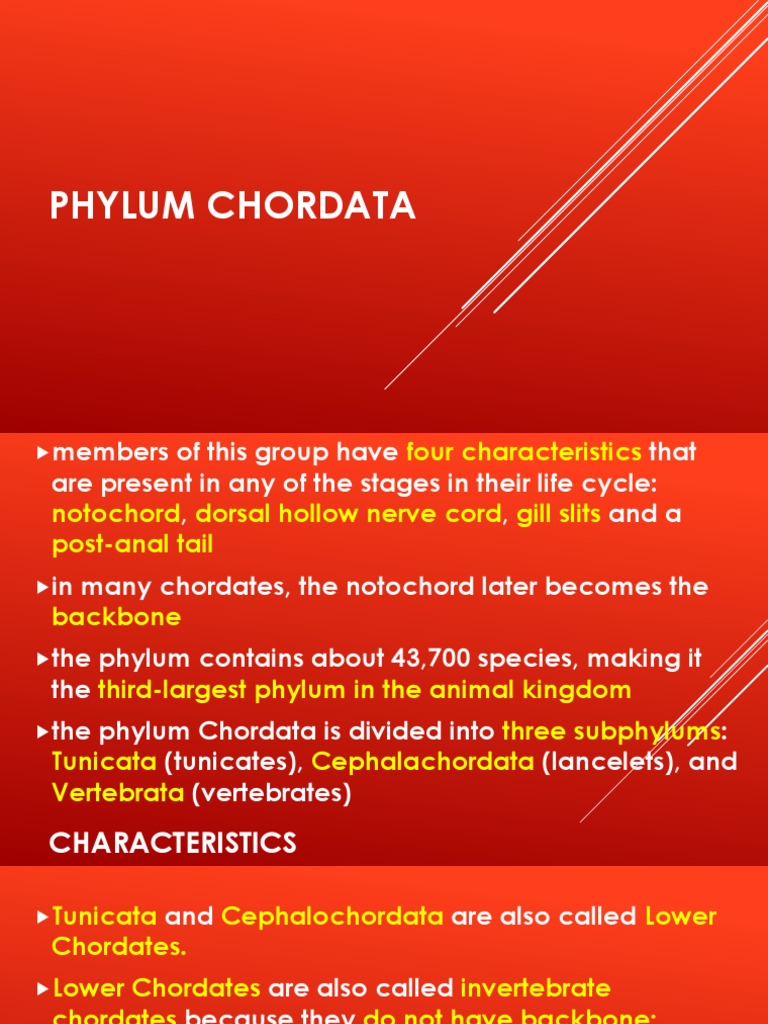 An In-Depth Look at the Phylum Chordata: Characteristics, Classes, and ...