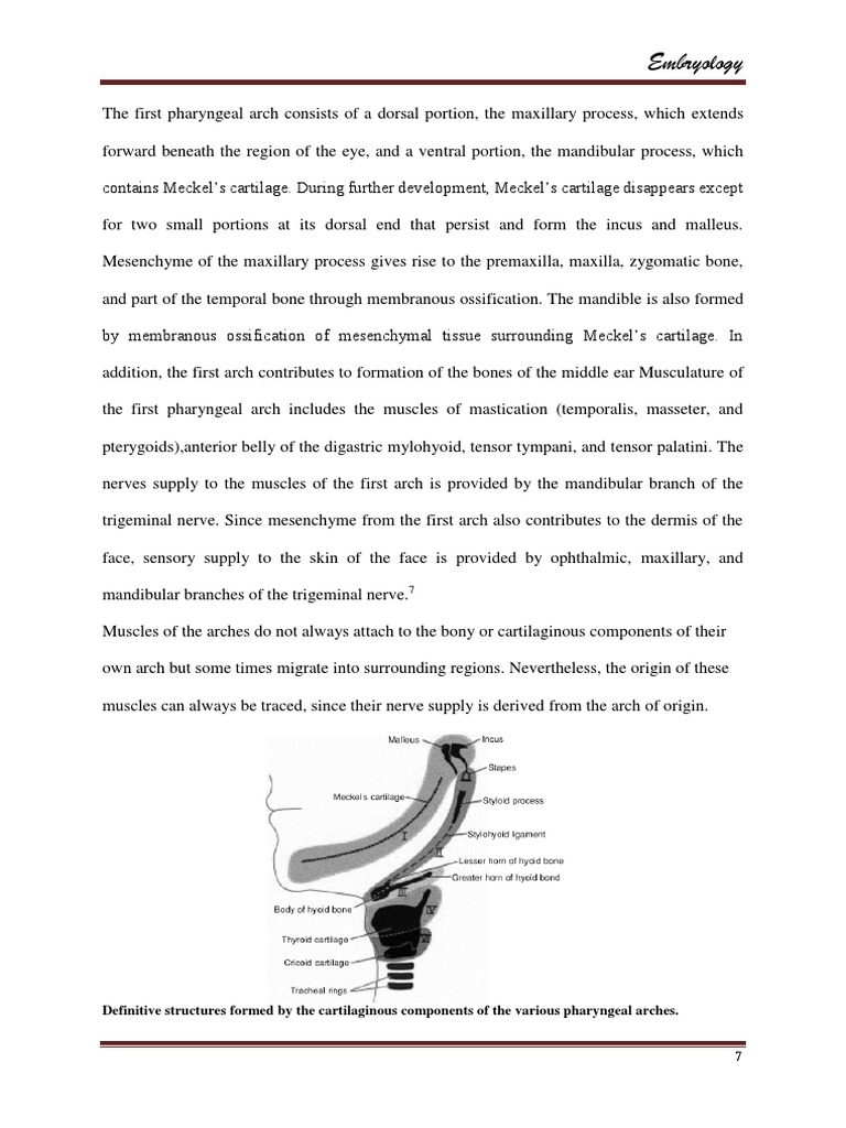 Embryology of Mandible | Download Free PDF | Musculoskeletal System ...