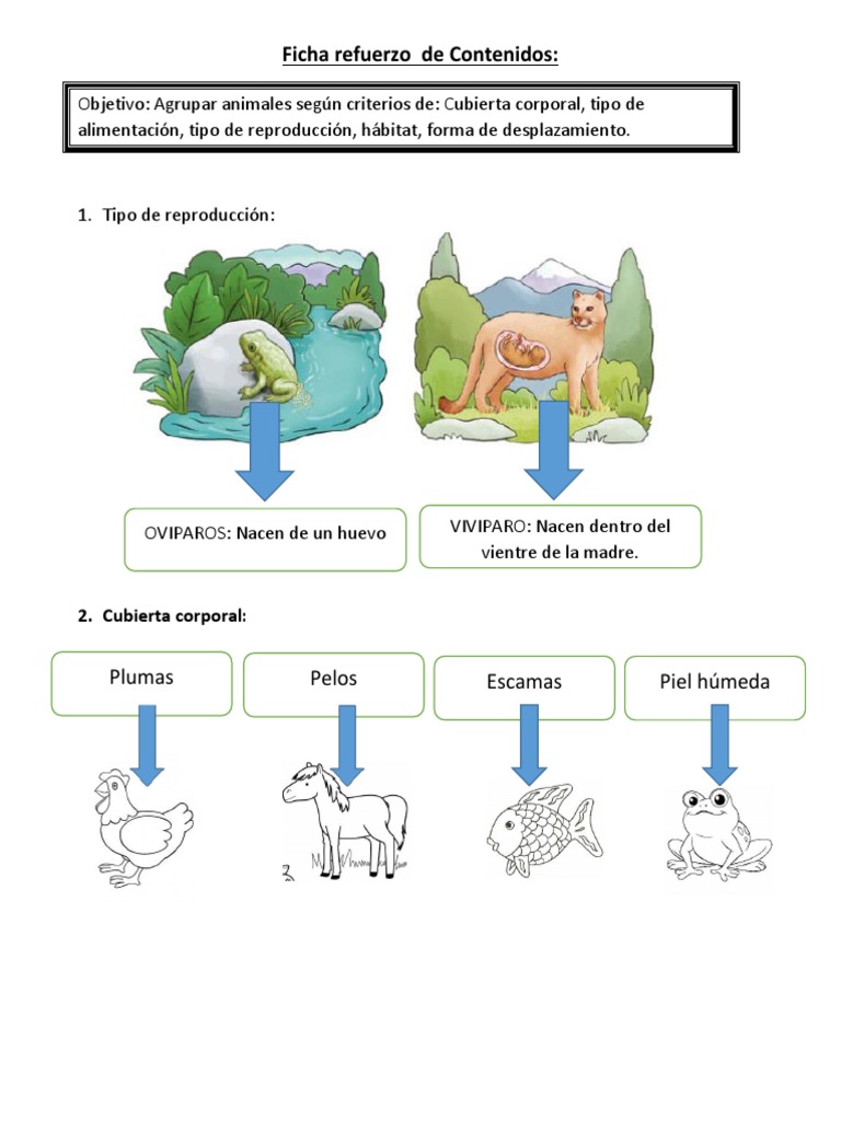Fichas De Clasificación De Animales